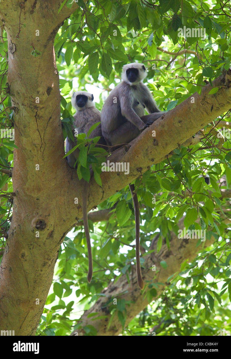 Langur nepal mammal monkey primate terai wild wildlife animal bardia hi ...