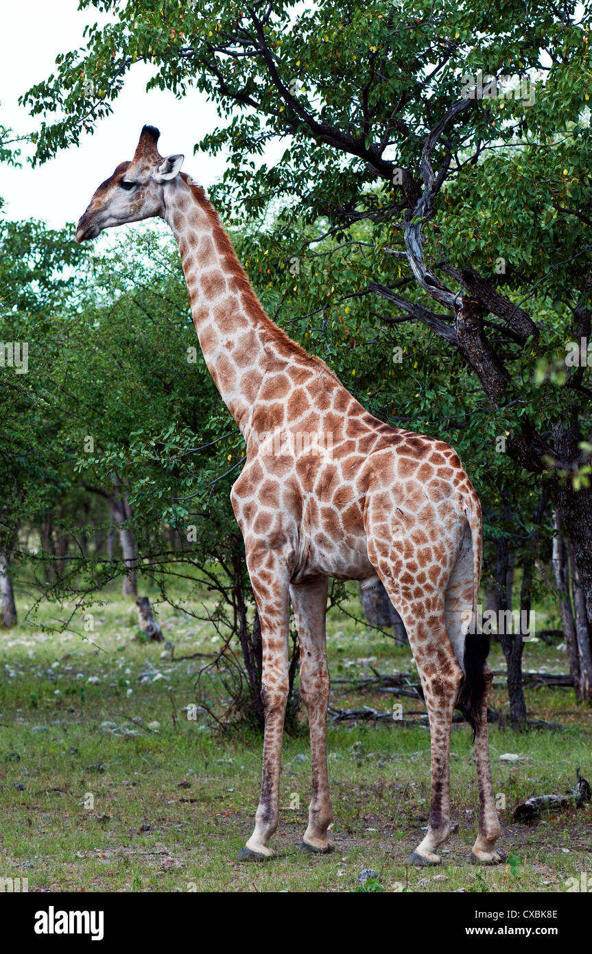 Giraffa camelopardalis hi-res stock photography and images - Alamy