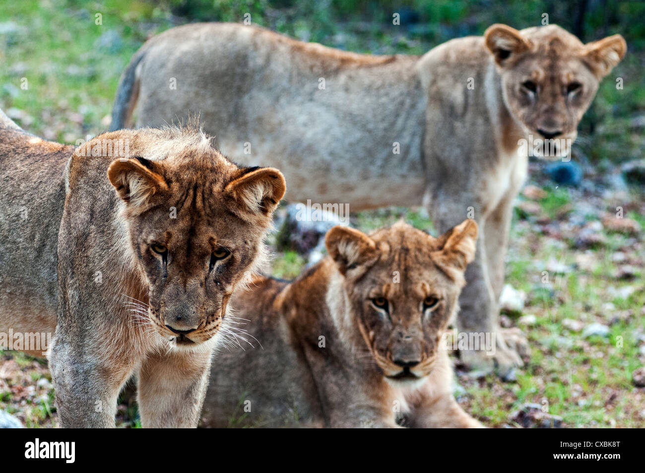 Young lions hi-res stock photography and images - Alamy