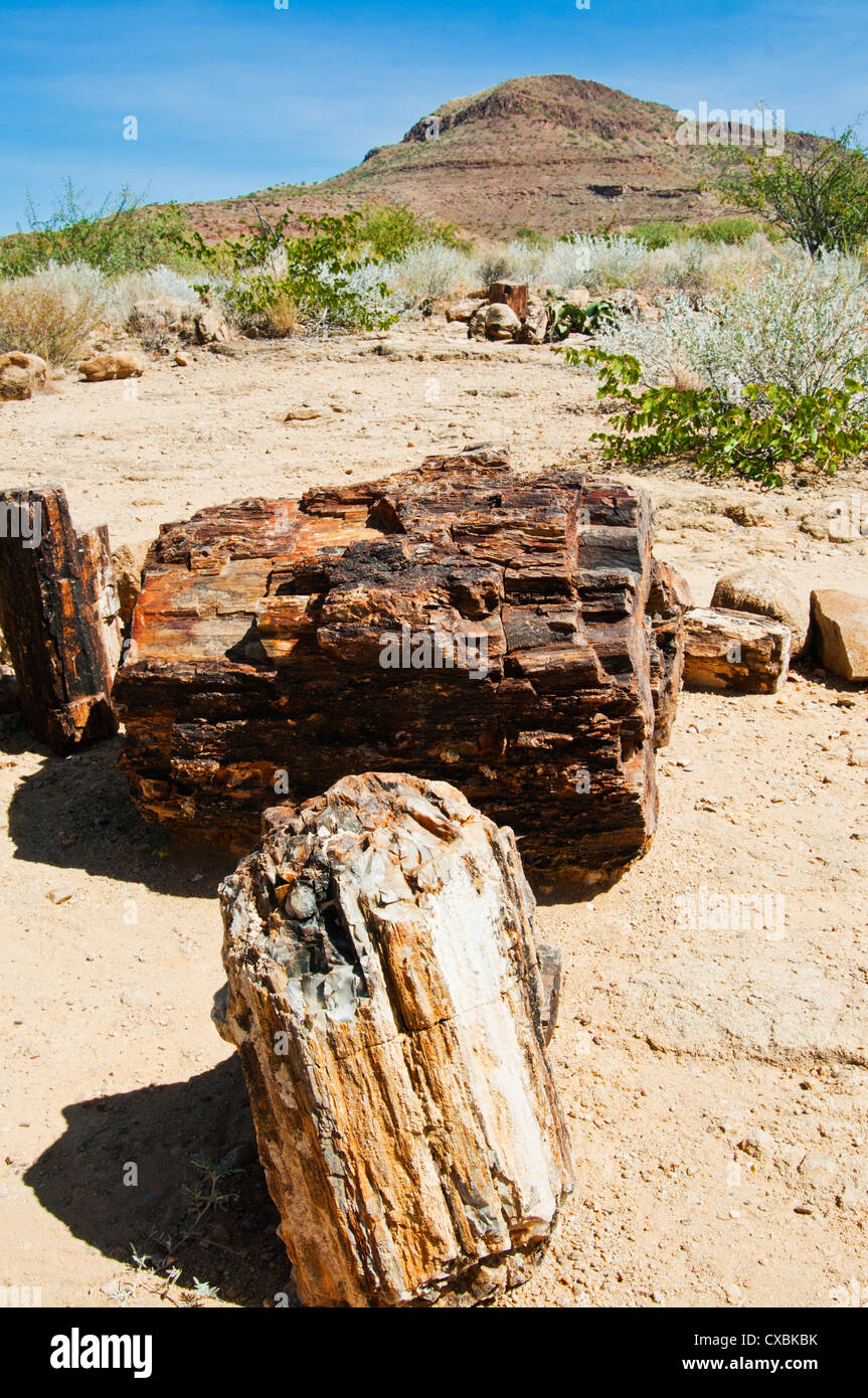 Close-up of fossilised tree trunks, Petrified Forest, Damaraland ...