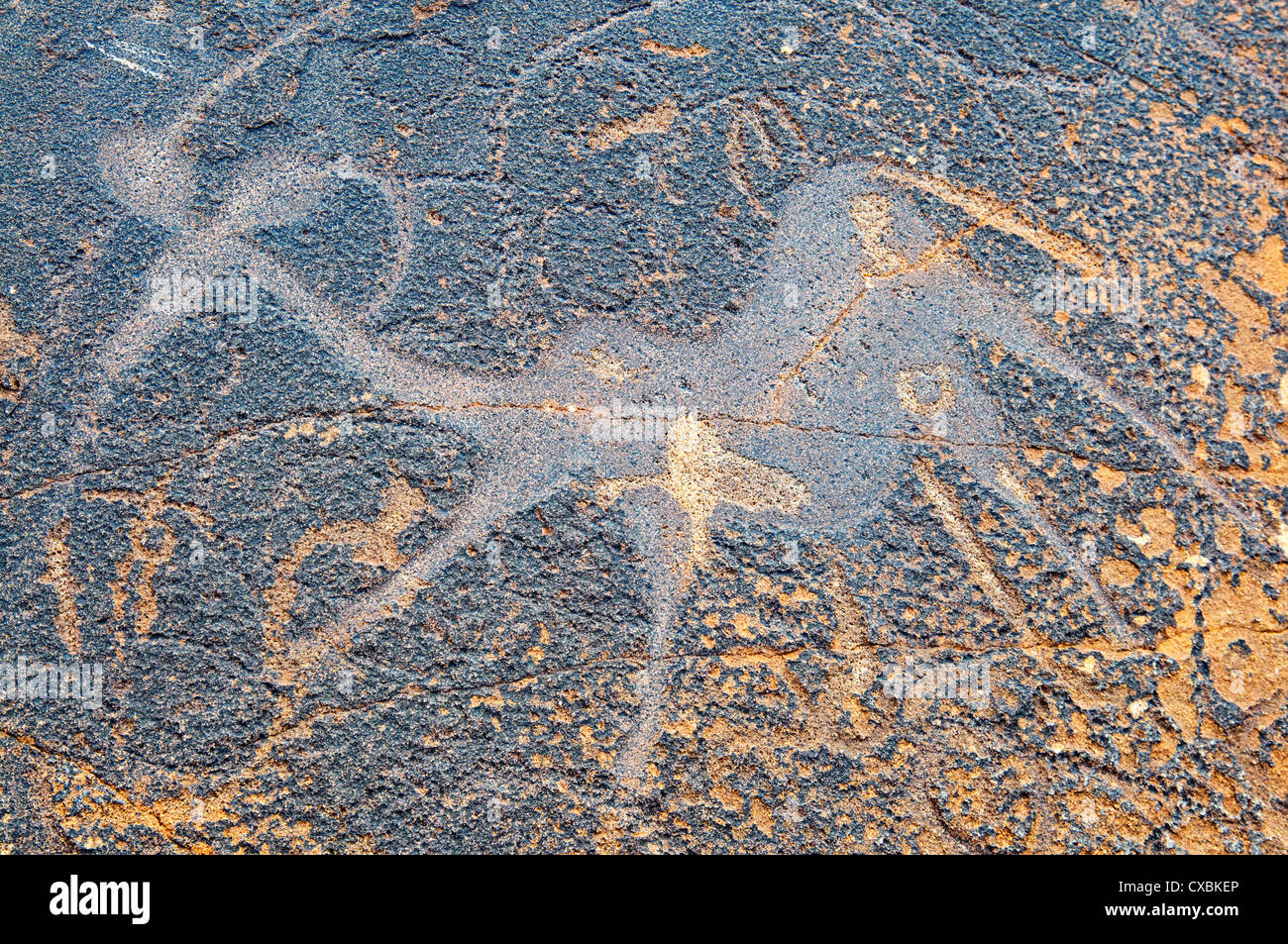 Petroglyphs or rock engravings, Twyfelfontein, UNESCO World Heritage ...
