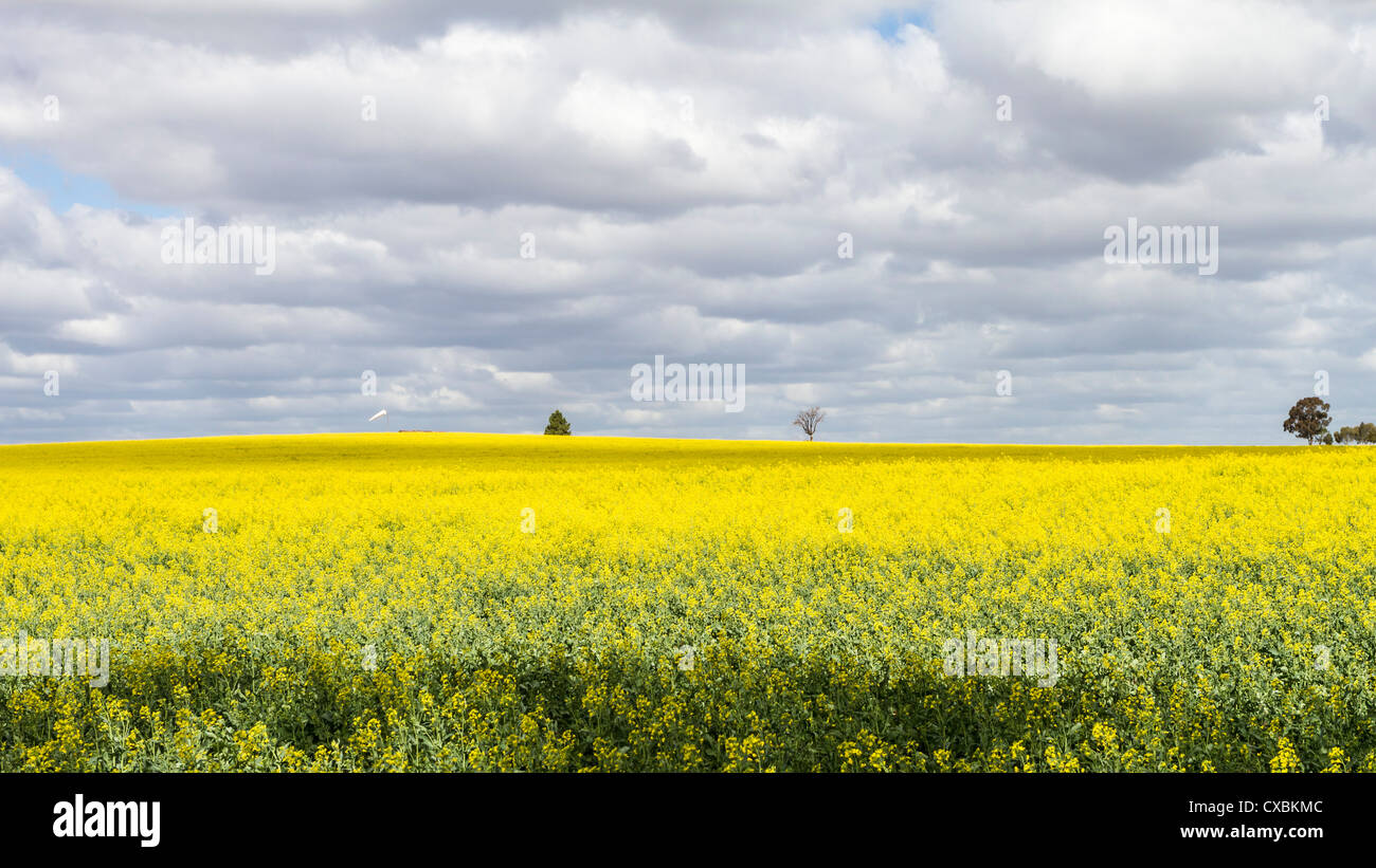 Canola (Rapeseed) plants growing in central NSW, Australia Stock Photo ...
