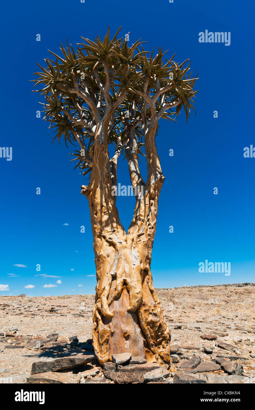 Aloe quivertree hi-res stock photography and images - Alamy