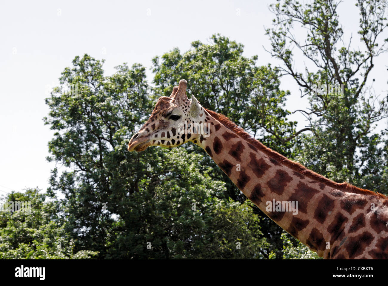 Giraffe in front of trees Stock Photo - Alamy