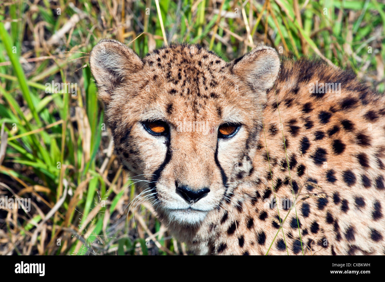 Cheetah head image hi-res stock photography and images - Alamy