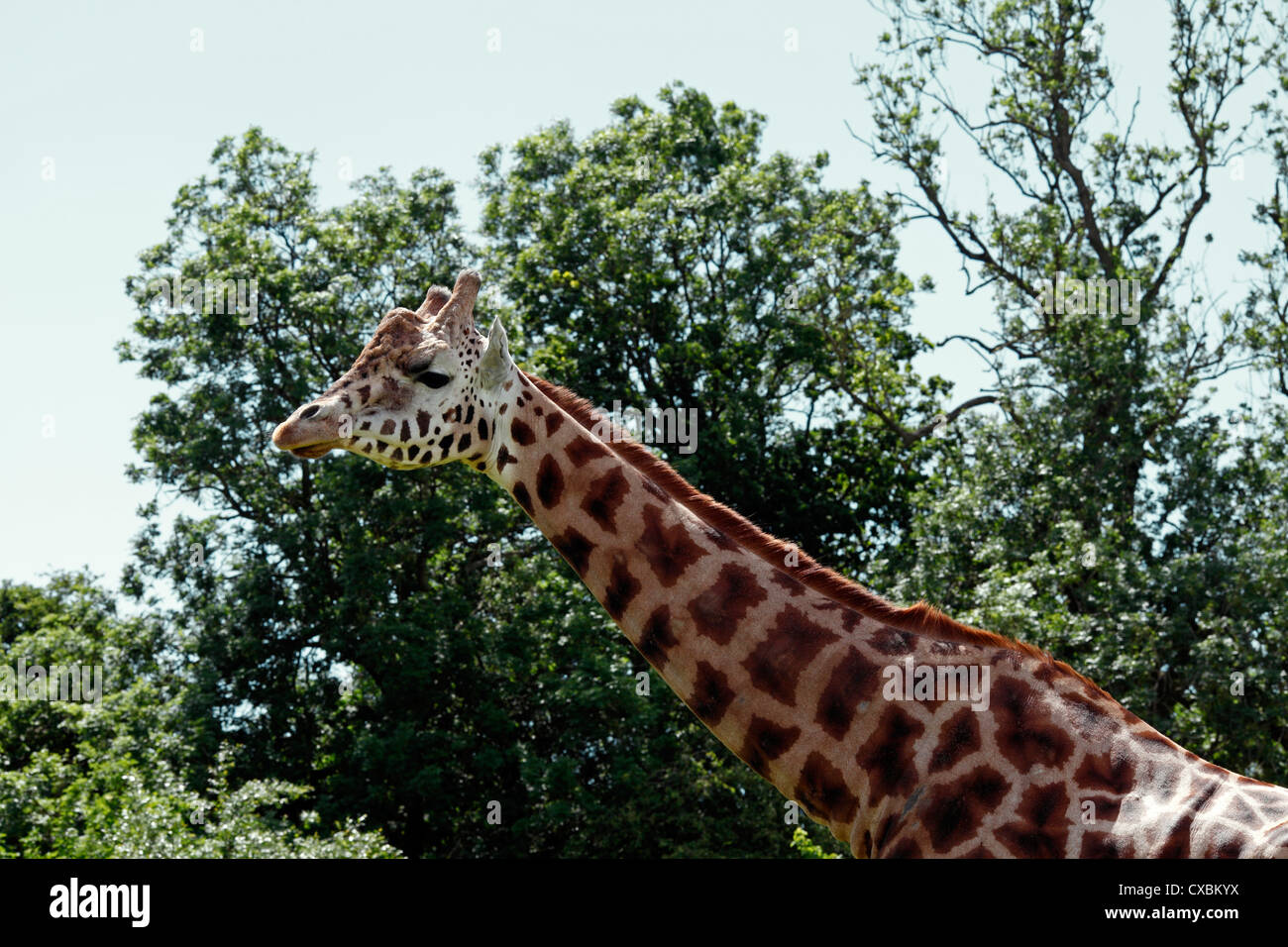 Giraffe in front of trees Stock Photo - Alamy