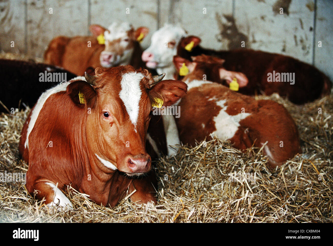 Northern germany farming hi-res stock photography and images - Alamy