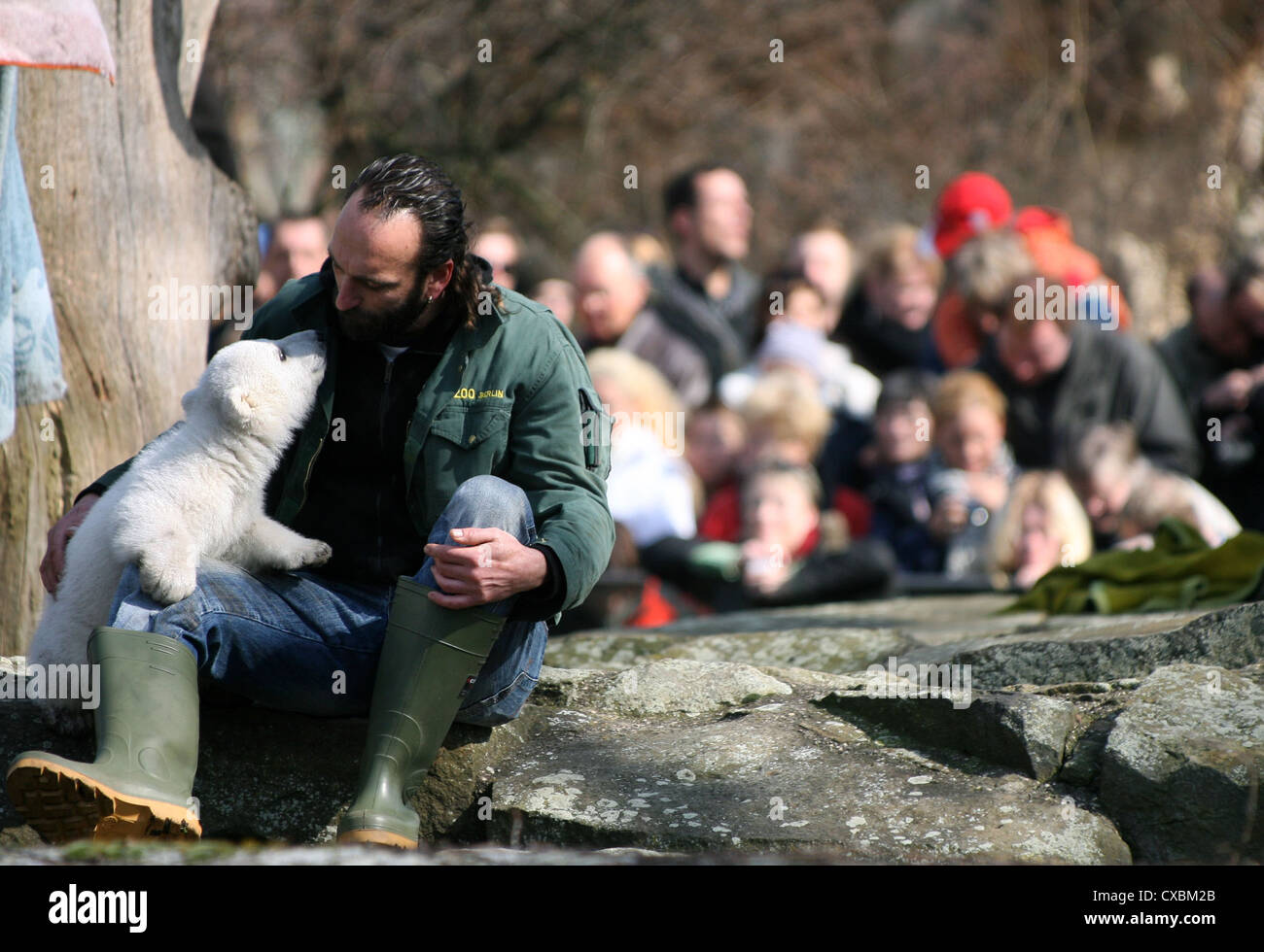 Berlin polar bear Knut at the Zoo Stock Photo - Alamy