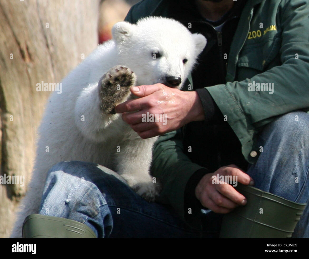Berlin polar bear Knut at the Zoo Stock Photo - Alamy