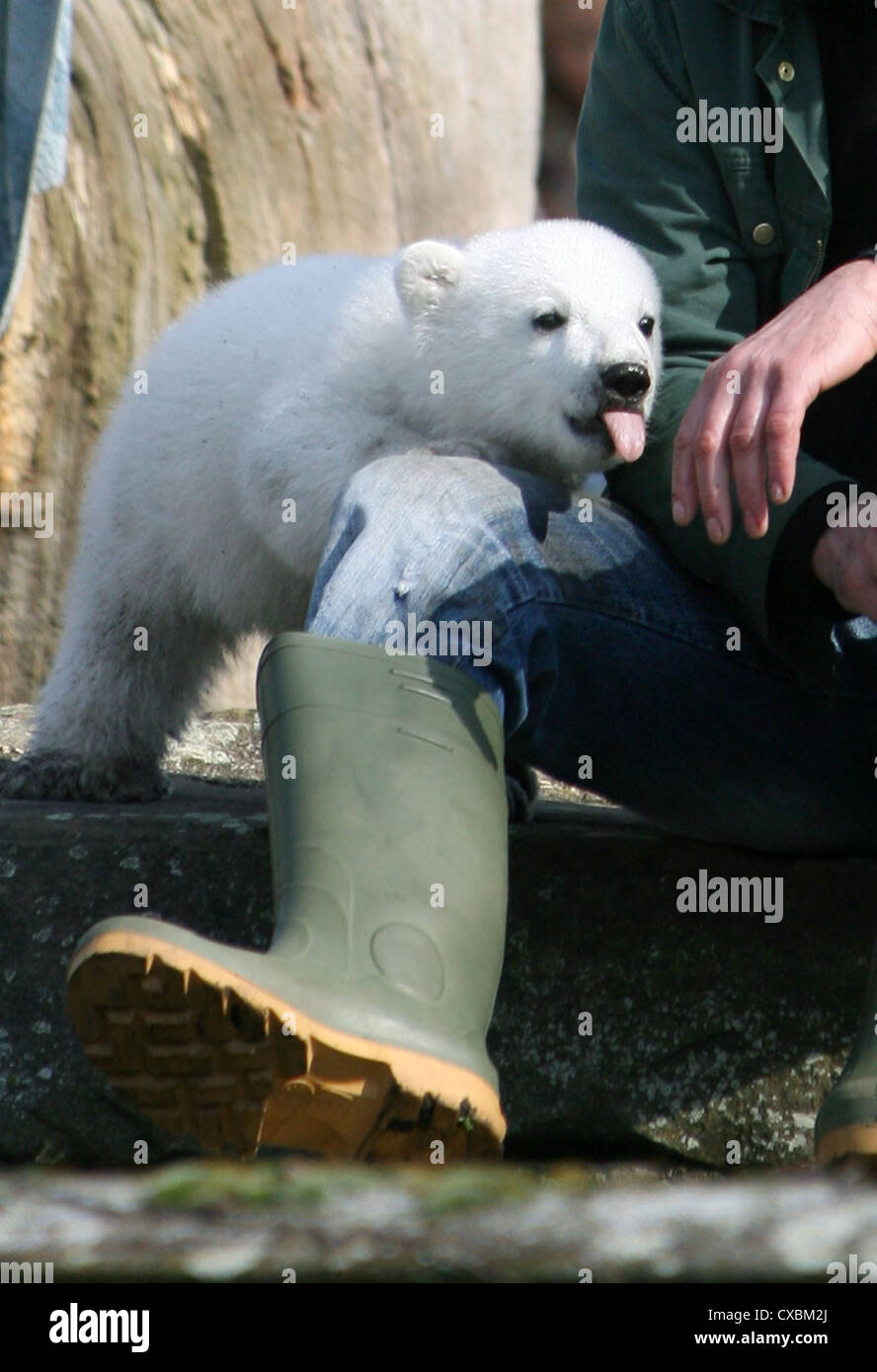 Berlin polar bear Knut at the Zoo Stock Photo - Alamy