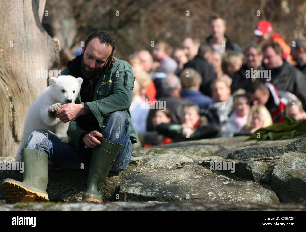 Berlin polar bear Knut at the Zoo Stock Photo - Alamy