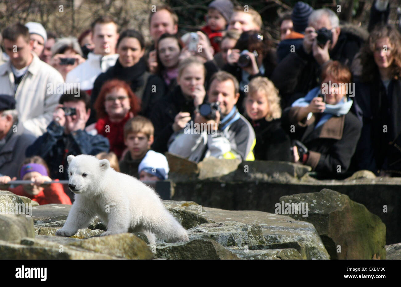 Berlin polar bear Knut at the Zoo Stock Photo - Alamy