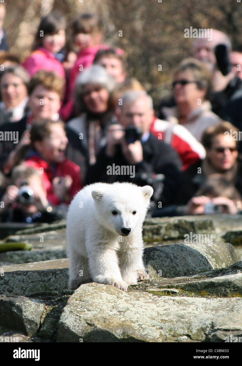 Symbol berlin knut bear berlin hi-res stock photography and images - Alamy