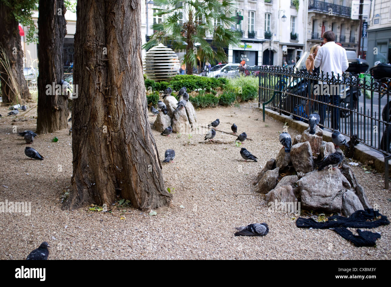 Pigeons roosting in a city centre park in Paris, France Stock Photo - Alamy