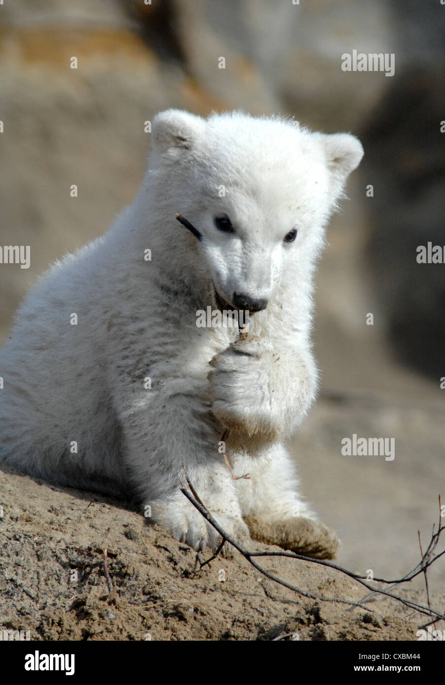 Berlin polar bear Knut at the Zoo Stock Photo - Alamy