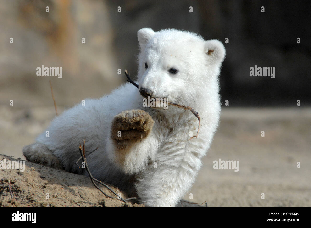 Berlin polar bear Knut at the Zoo Stock Photo - Alamy
