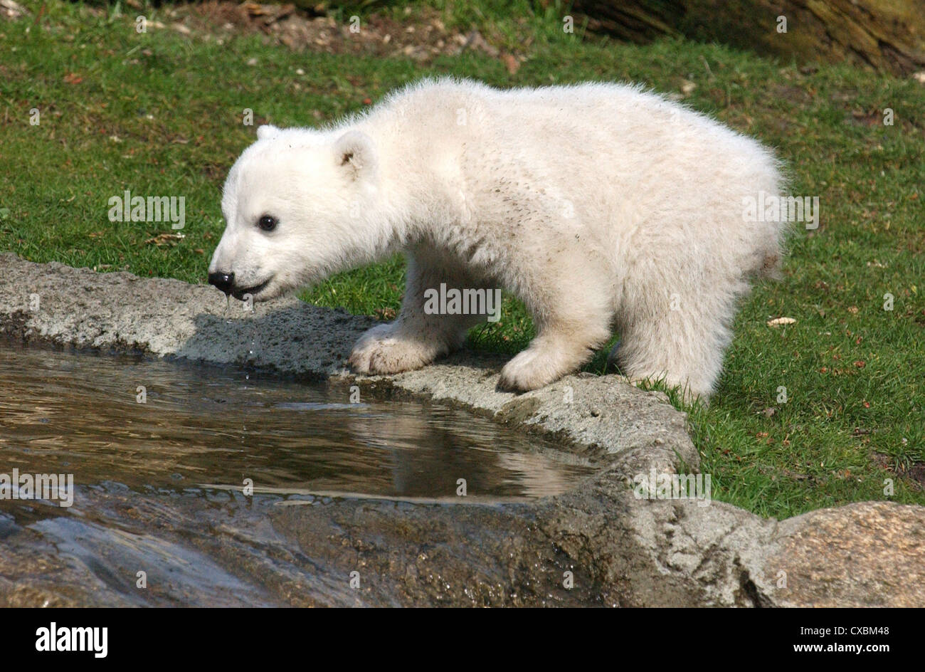 Berlin polar bear Knut at the Zoo Stock Photo - Alamy