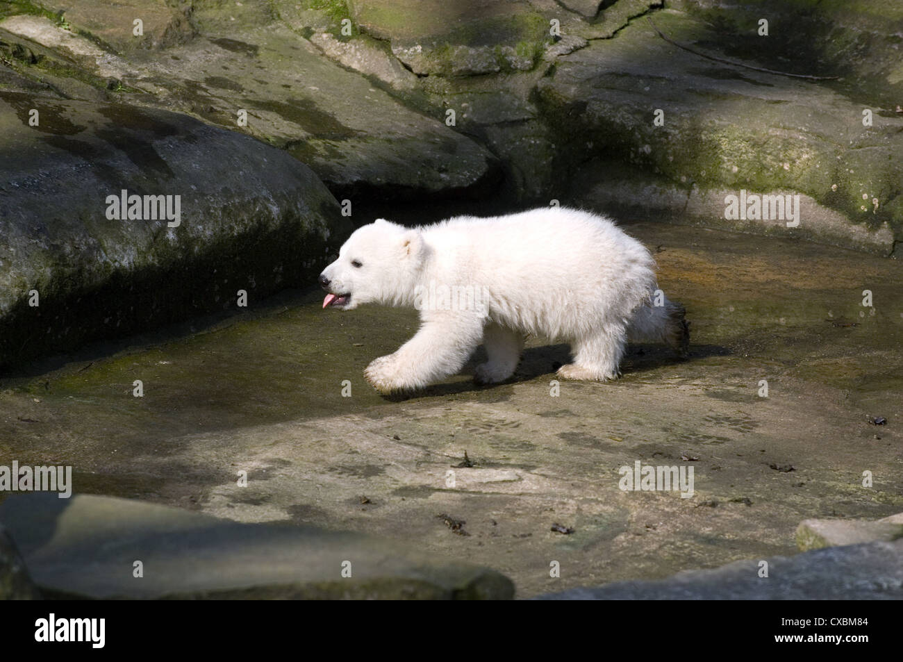 Berlin polar bear Knut at the Berlin Zoo Stock Photo - Alamy