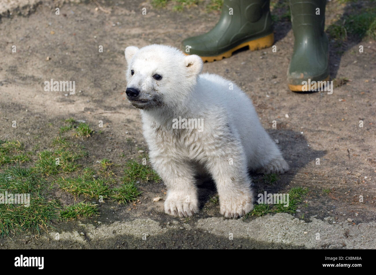 Berlin polar bear Knut at the Berlin Zoo Stock Photo - Alamy