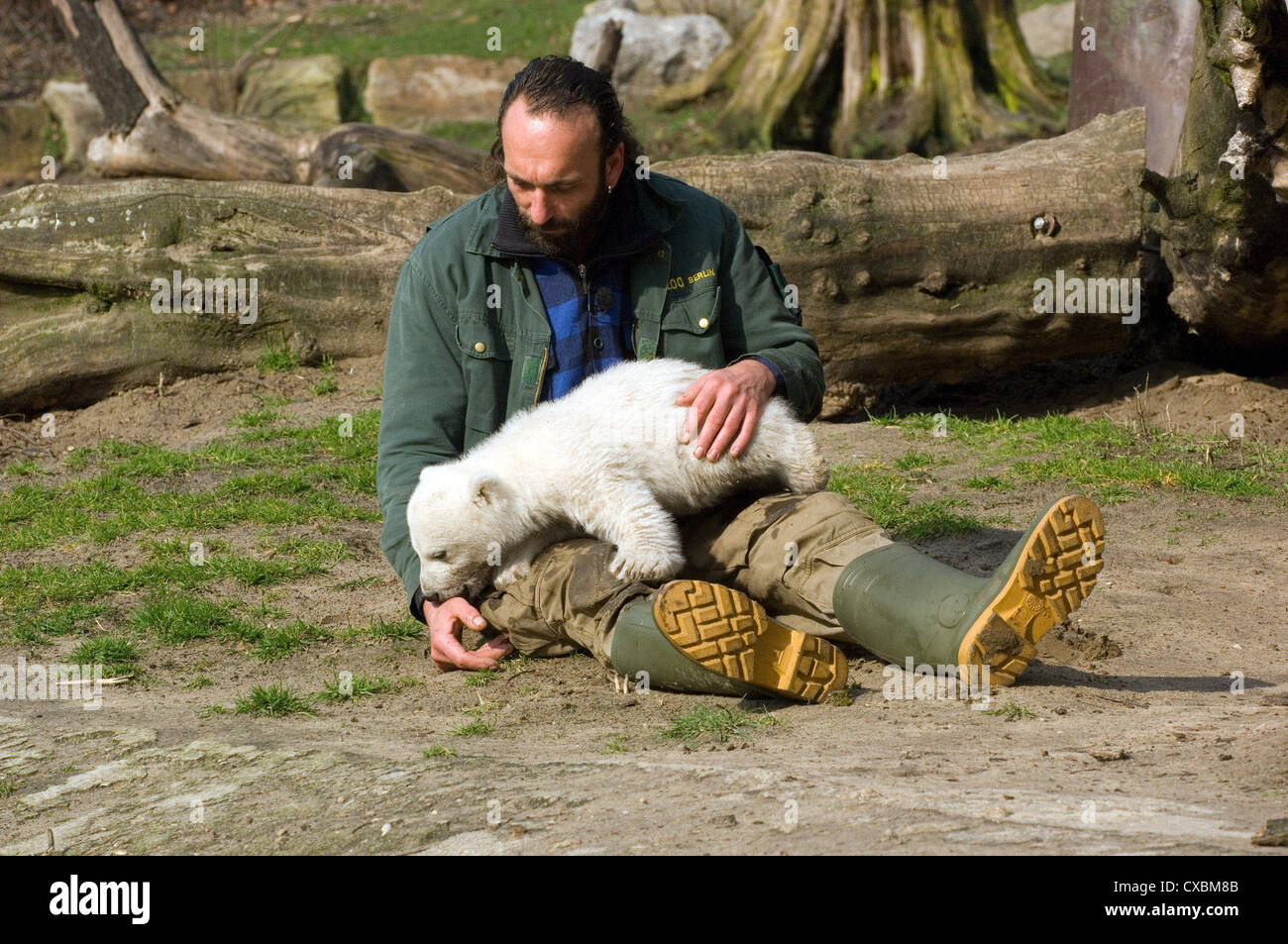 Berlin polar bear Knut at the Berlin Zoo Stock Photo - Alamy