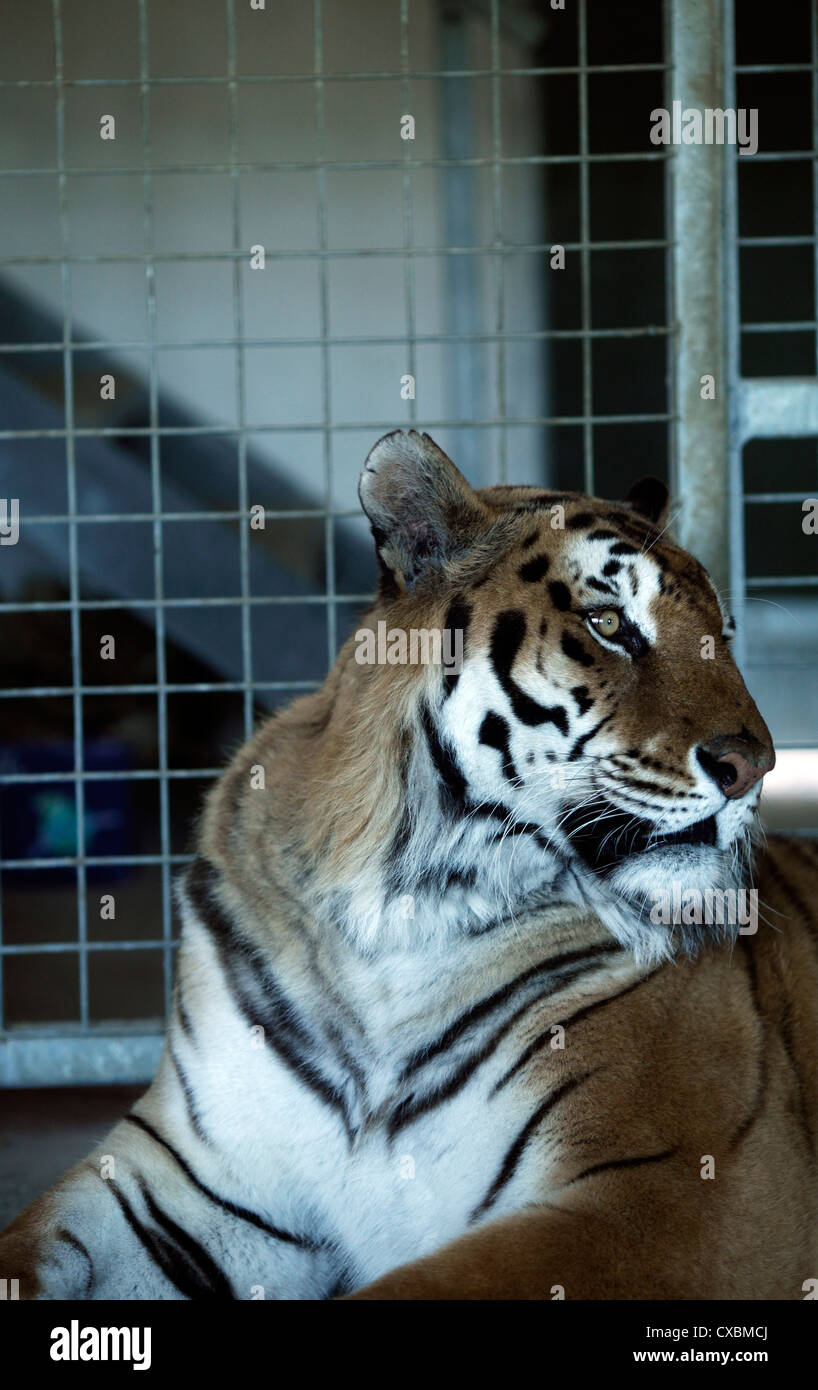 Bengal Tiger in captivity Stock Photo - Alamy