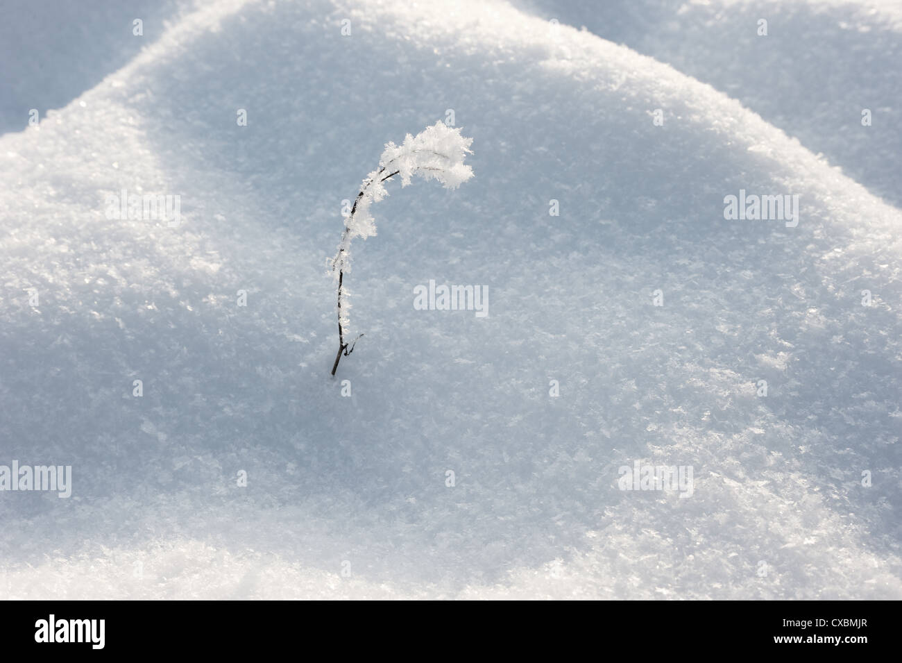 Frosty winter day, blade with a rime Stock Photo - Alamy