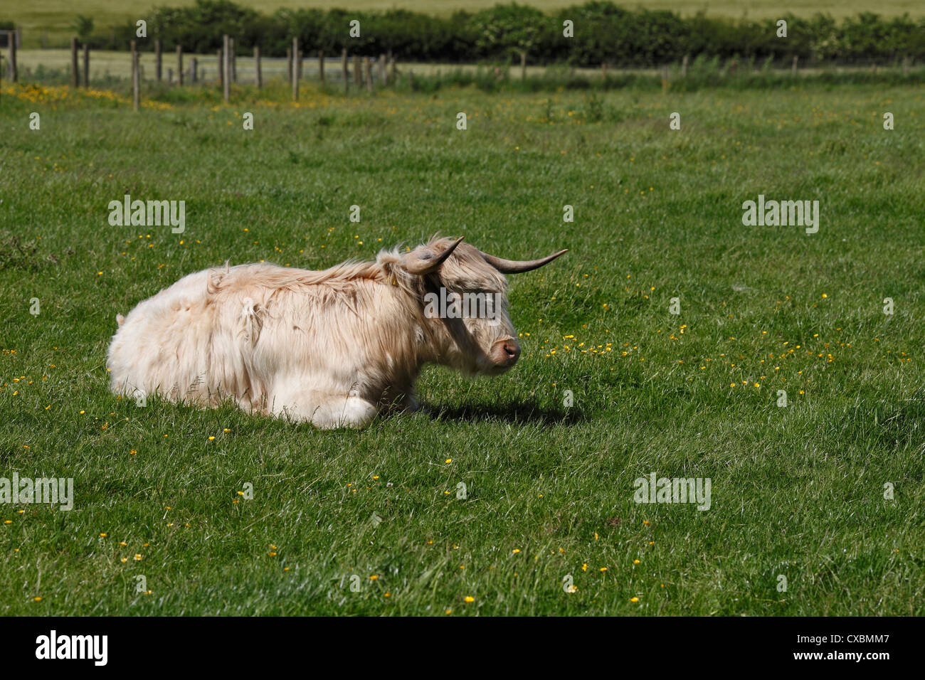 White highland cattle hi-res stock photography and images - Alamy