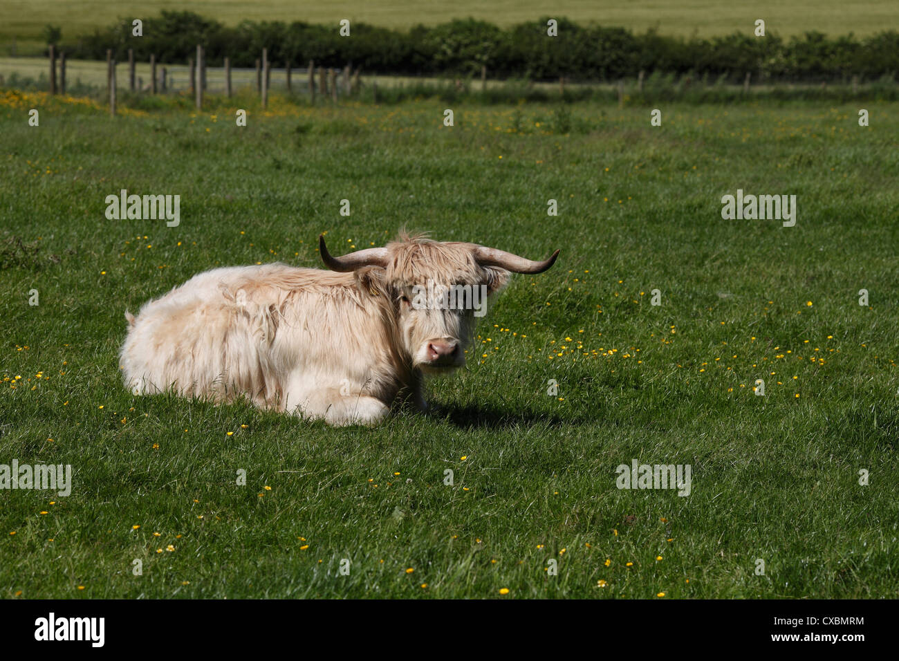 Coloured cattle hi-res stock photography and images - Alamy