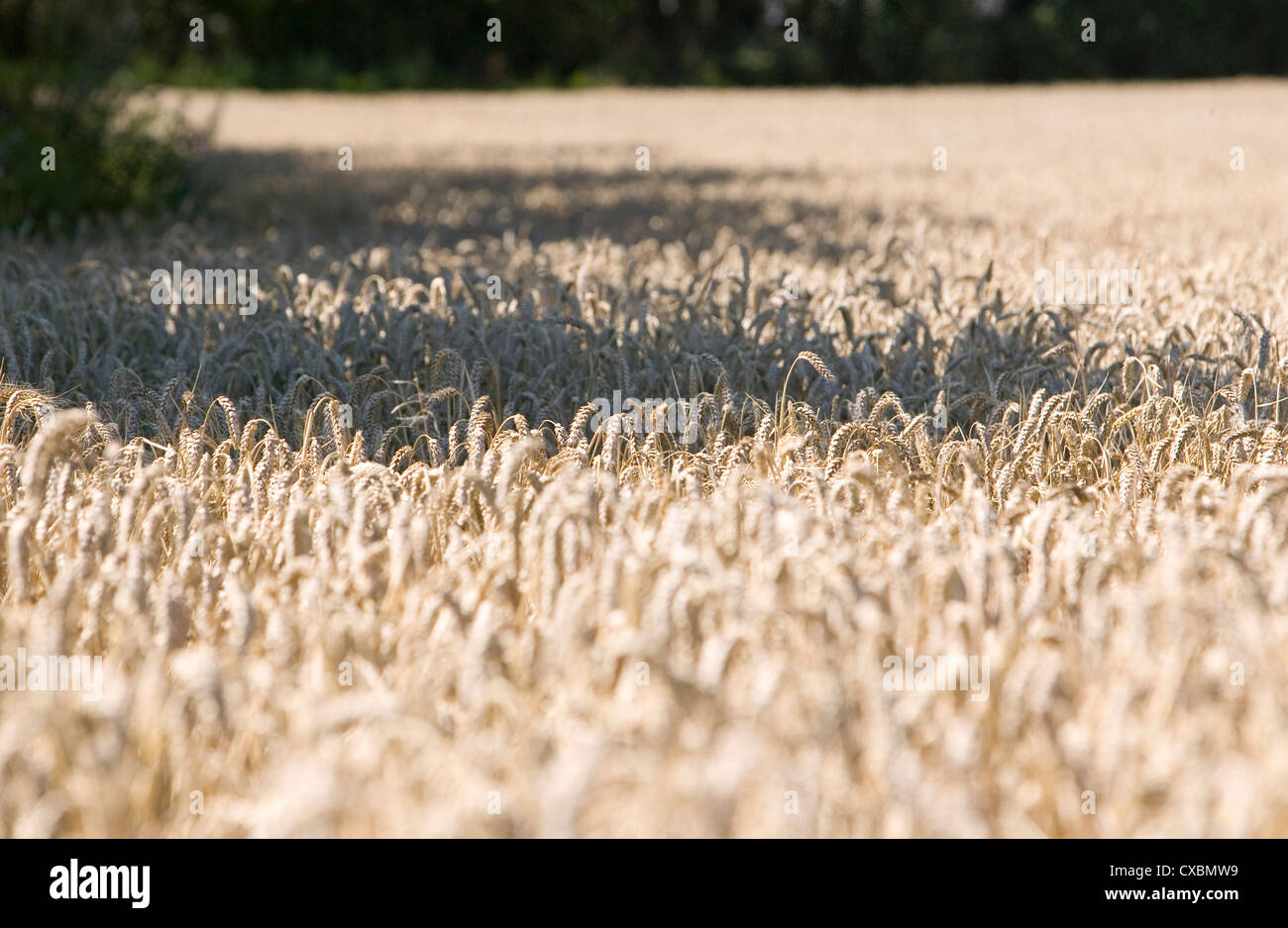 Wheat field, Kent, England, UK Stock Photo - Alamy