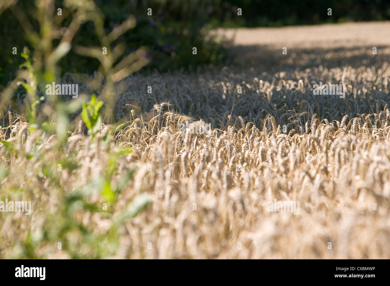 Wheat field, Kent, England, UK Stock Photo - Alamy Wheat field, Kent, England, UK Stock Photo - Alamy