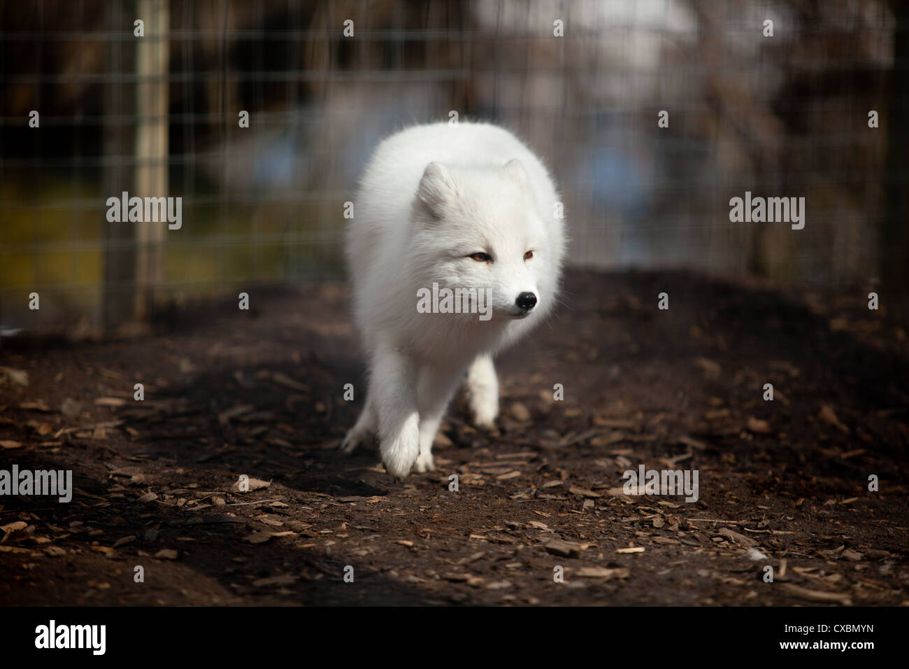 An arctic fox runs in his pen in captivity Stock Photo - Alamy