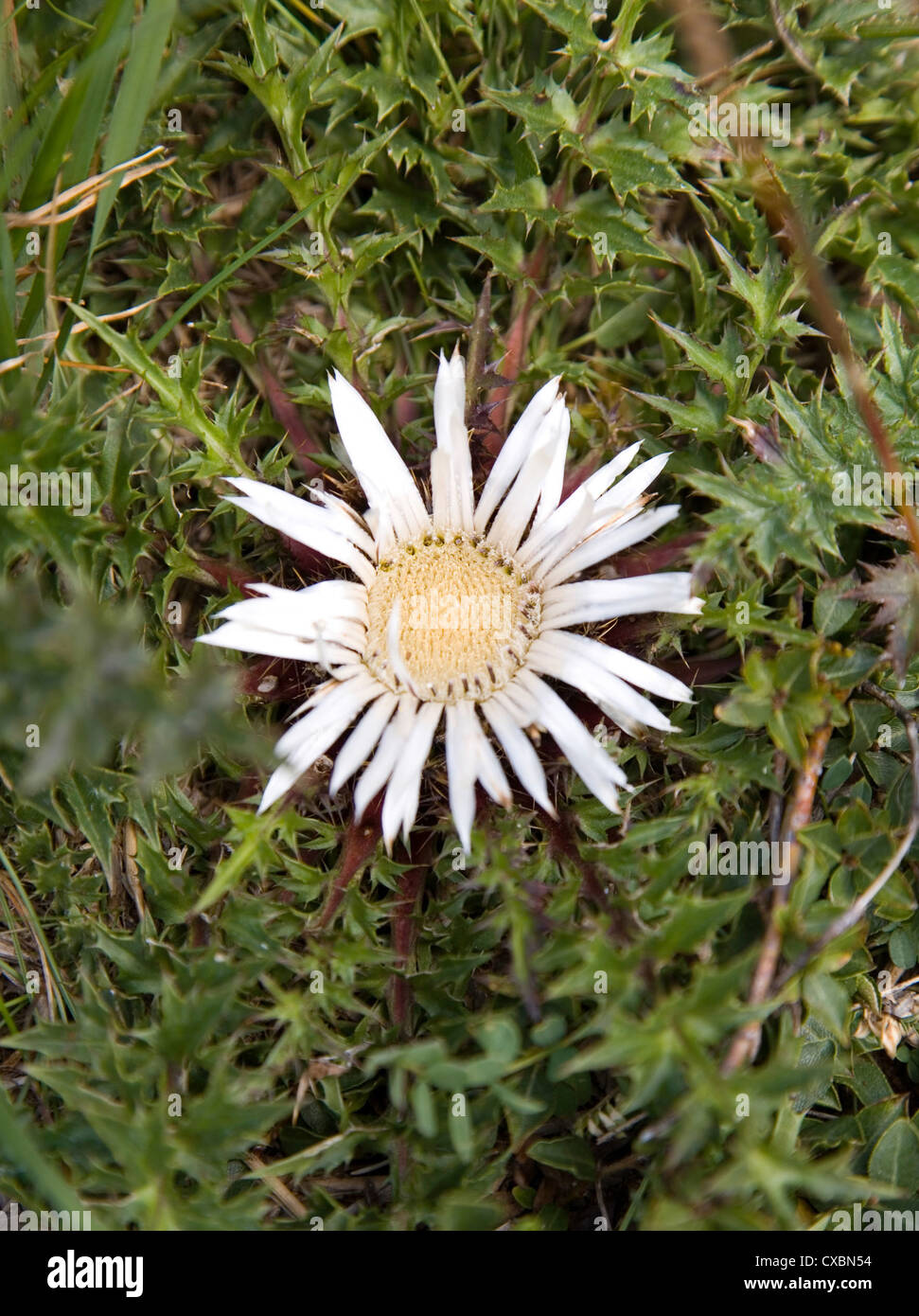 Rare silver hi-res stock photography and images - Alamy