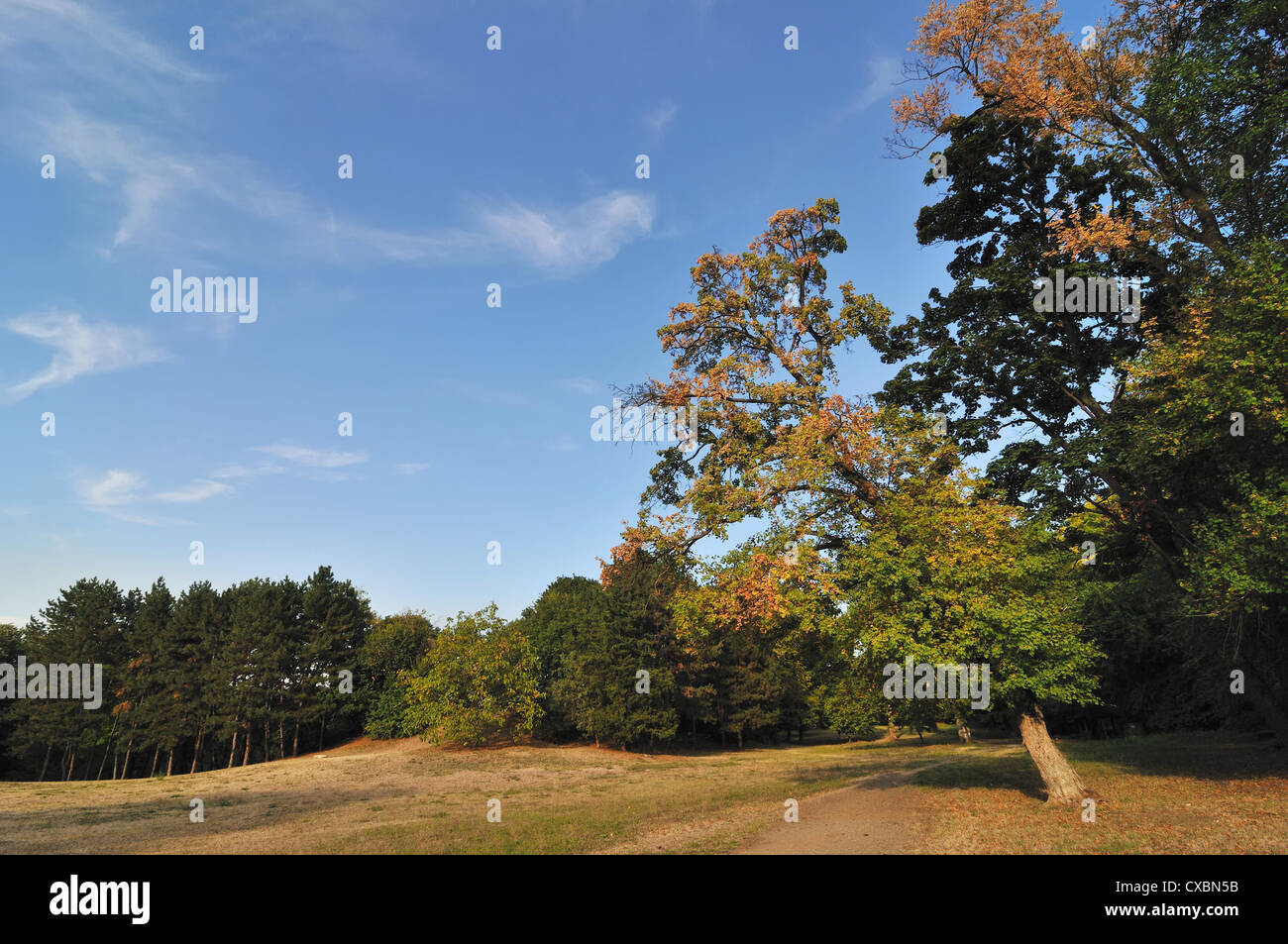 Maple shade hi-res stock photography and images - Alamy