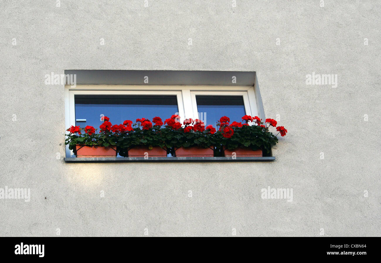 Berlin, Window Flower boxes Stock Photo - Alamy