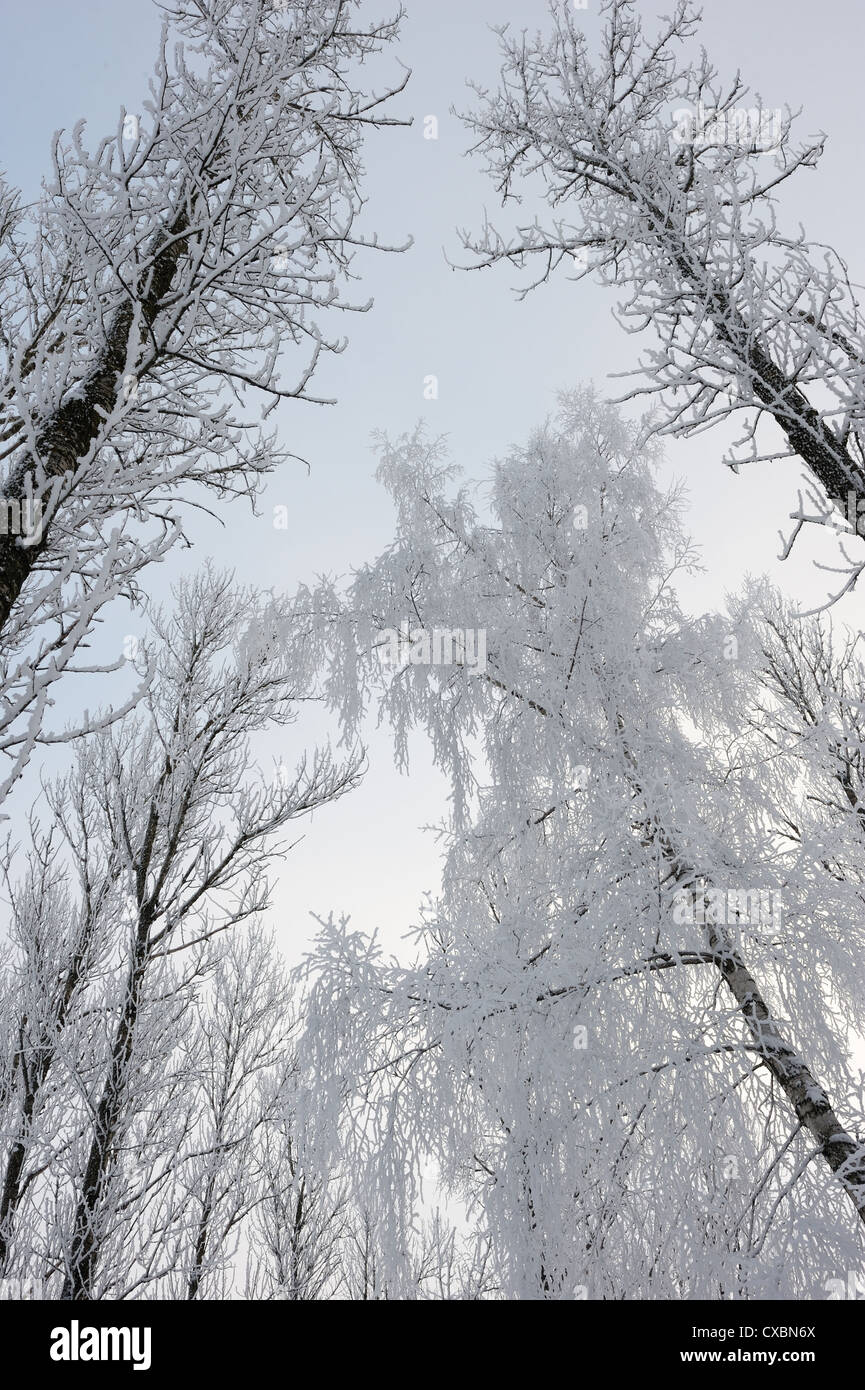 Trees rime frost cold hi-res stock photography and images - Alamy