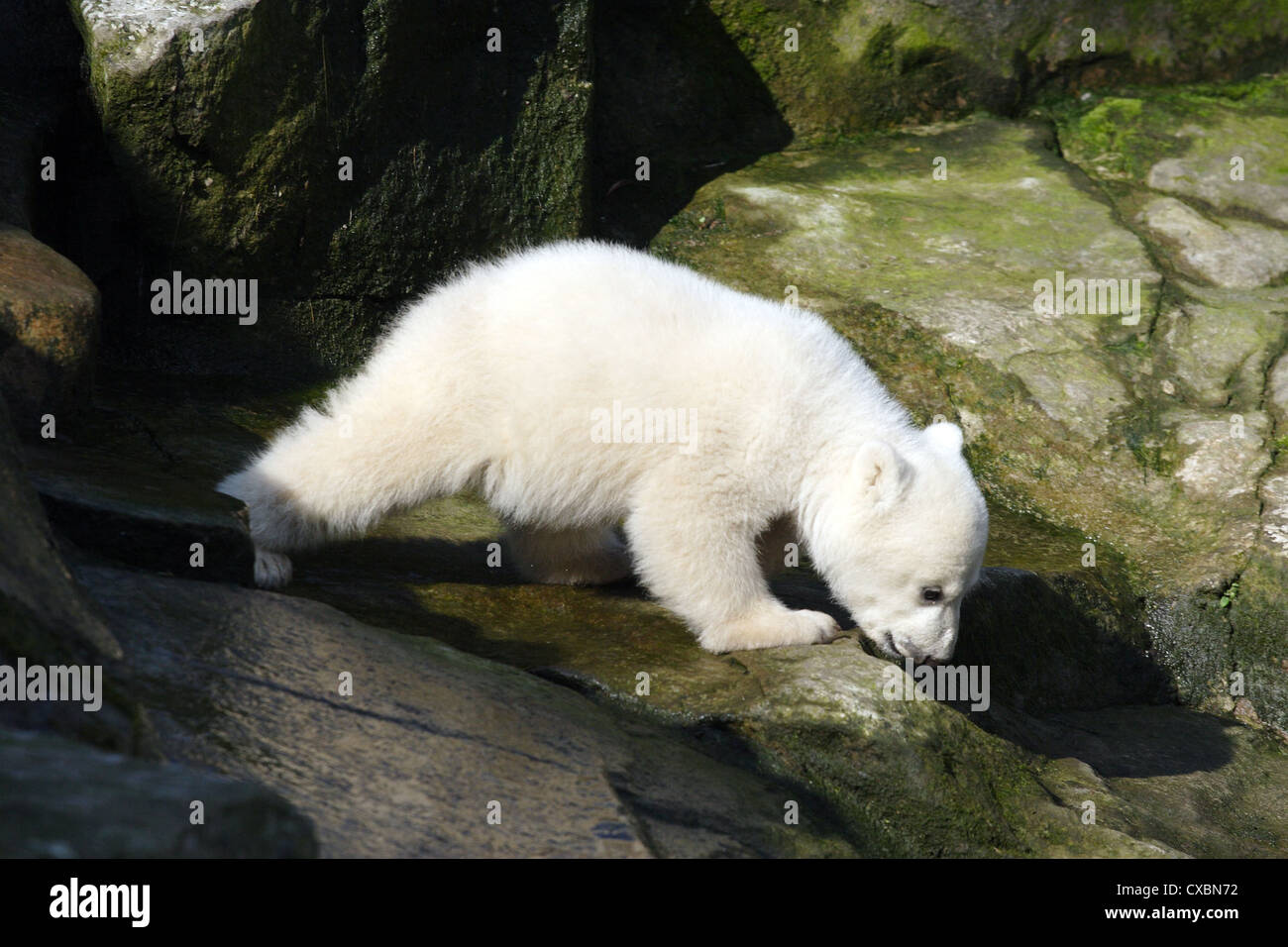 Polar bear Knut Stock Photo - Alamy