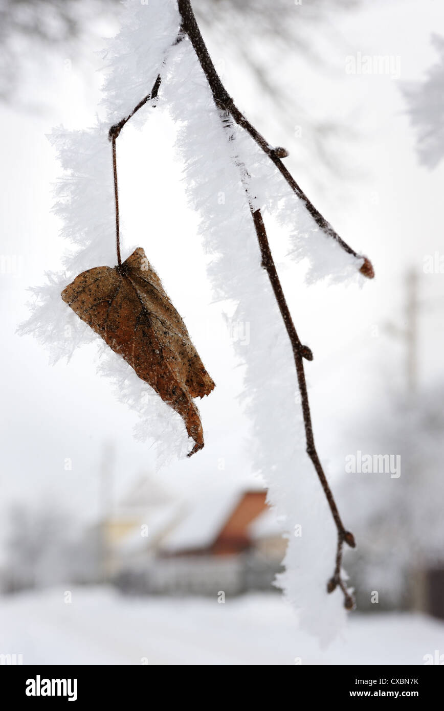 Frosty winter day, trees with a rime Stock Photo - Alamy