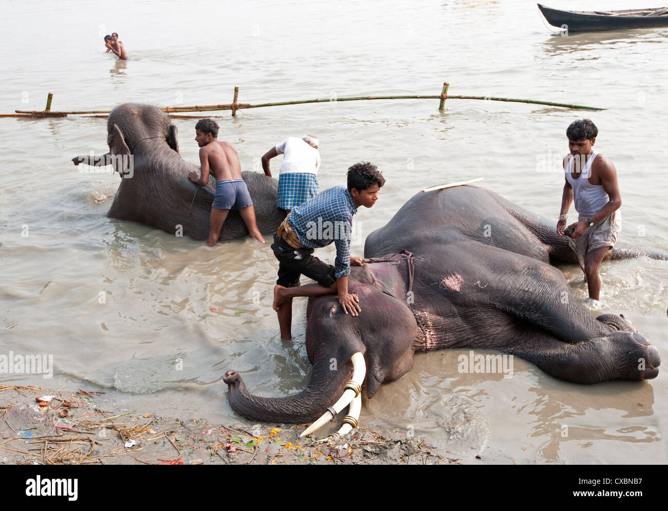 Young men, mahouts, washing tusked elephants in the holy River Ganges ...