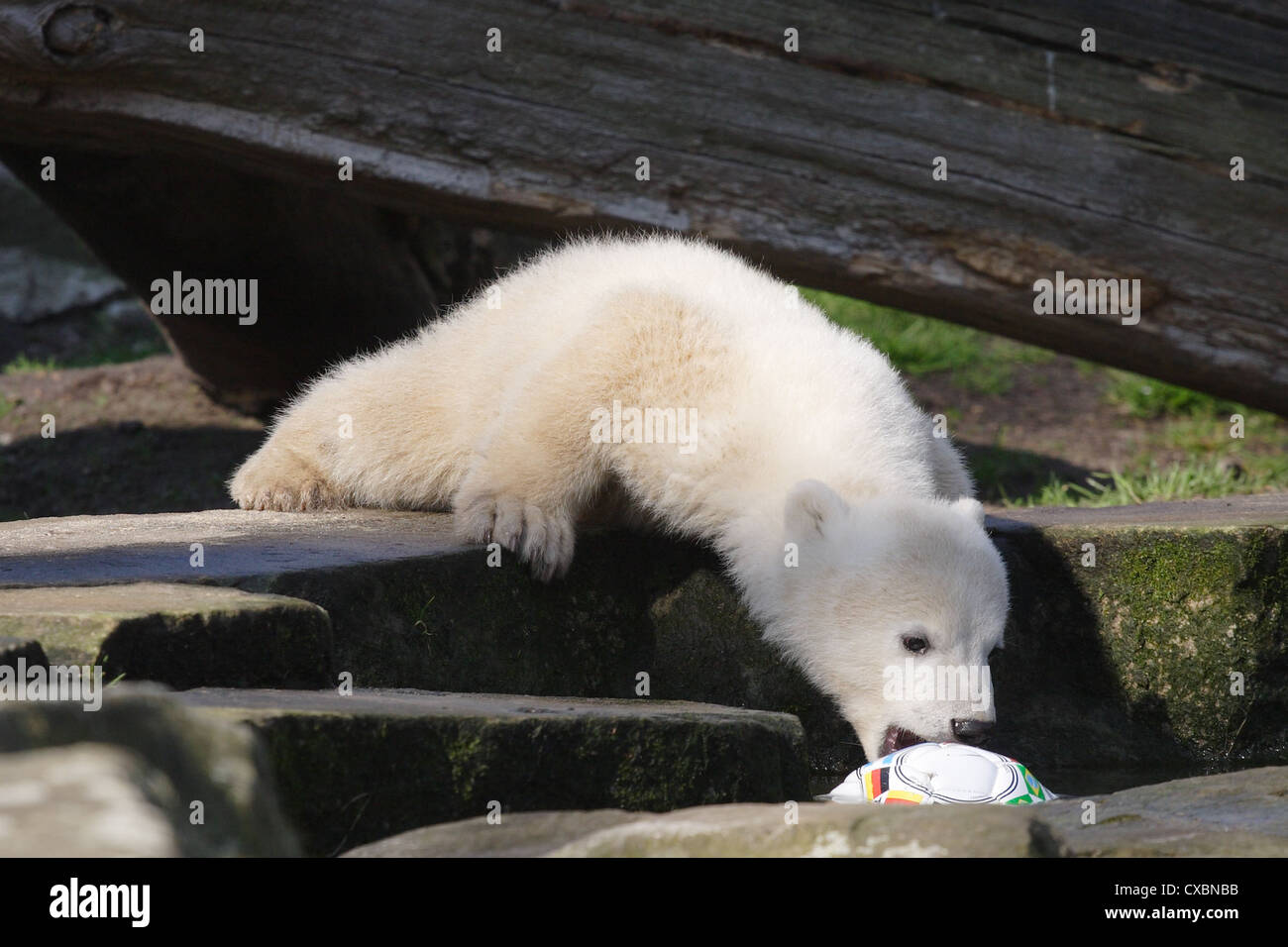 Polar bear Knut Stock Photo - Alamy