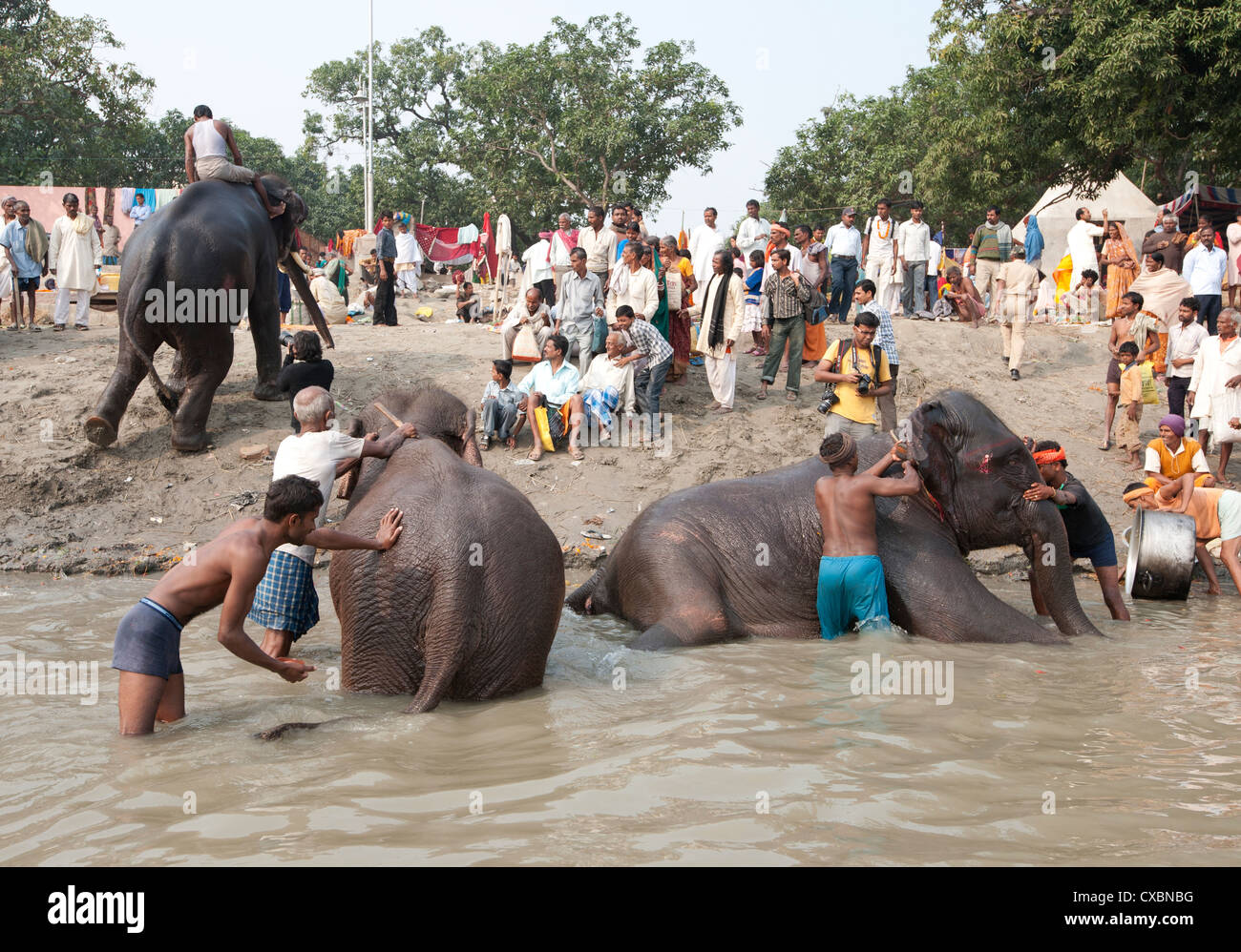 Young men, mahouts, washing tusked elephants in the holy River Ganges ...