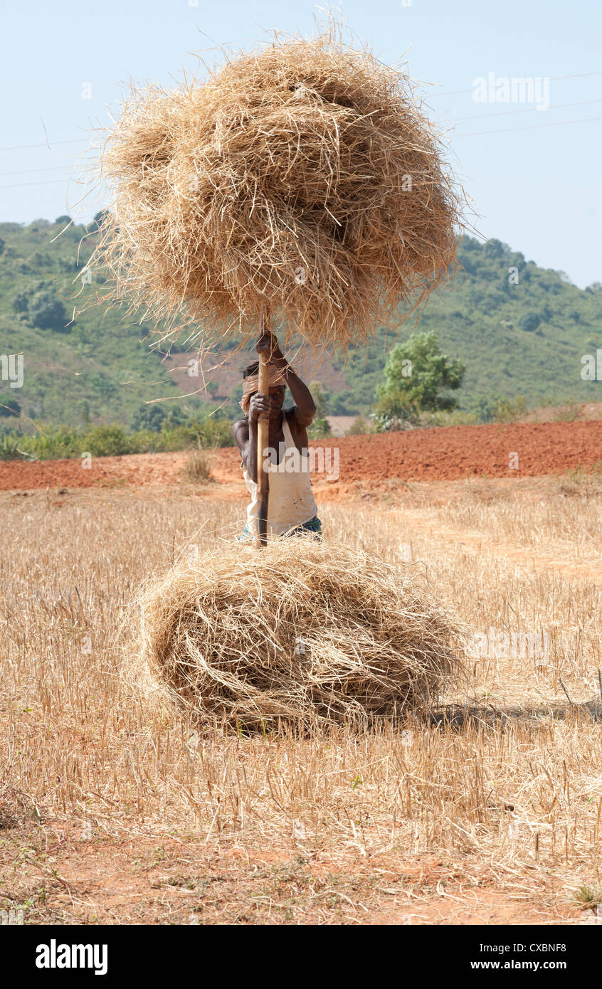 Agriculture orissa india hi-res stock photography and images - Alamy