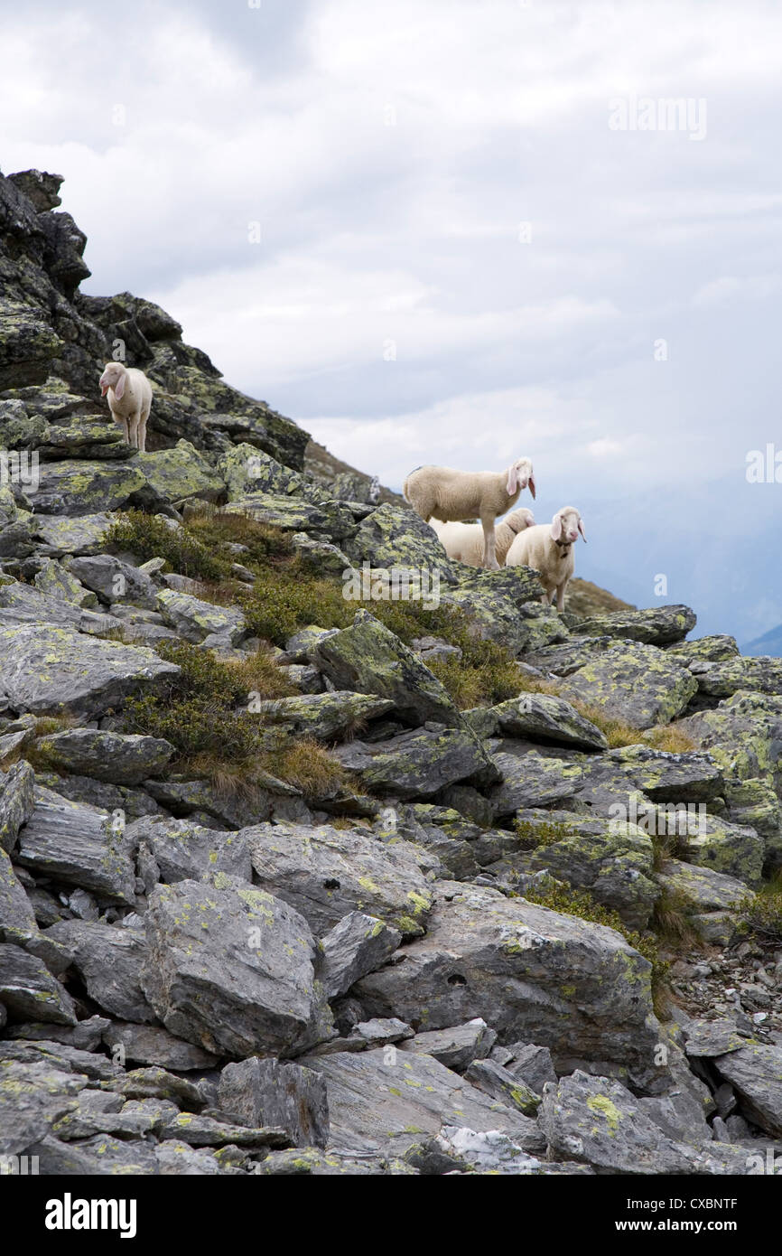 Italy, sheep on the hillside near Laces Stock Photo - Alamy