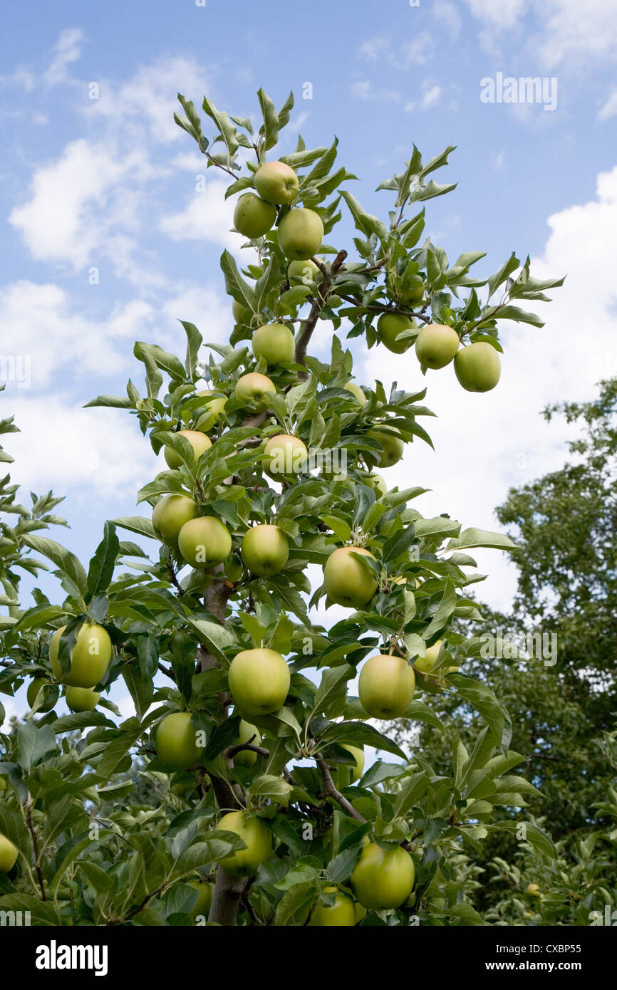 Italy, apple tree in an apple orchard to Laces Stock Photo - Alamy