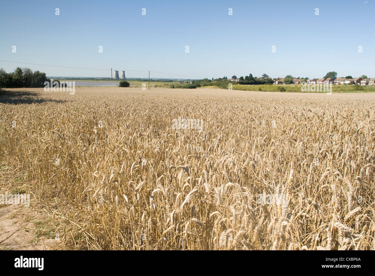Wheat Fields at Richborough, Kent, England, UK Stock Photo - Alamy