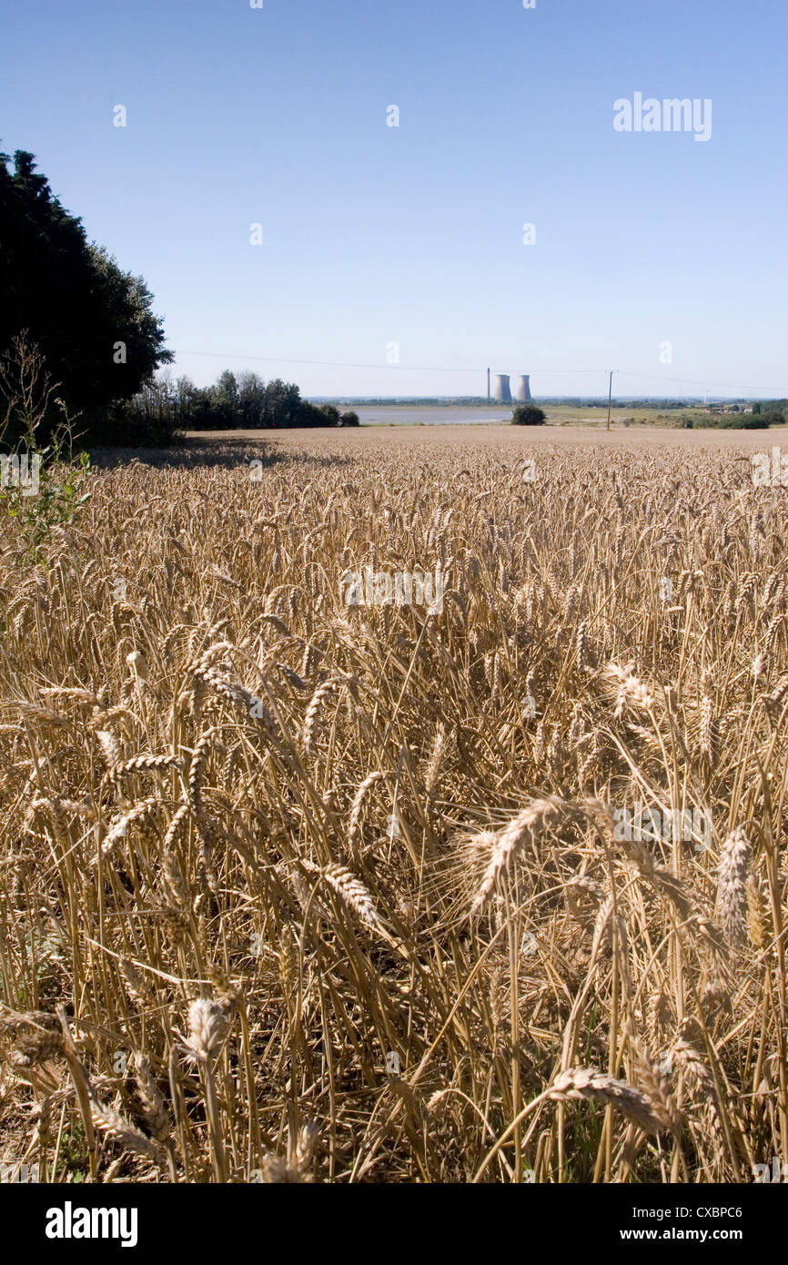 Wheat Fields at Richborough, Kent, England, UK Stock Photo - Alamy