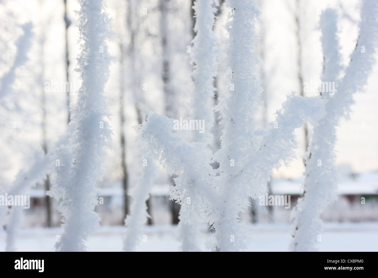 Frosty winter day, trees with a rime Stock Photo - Alamy