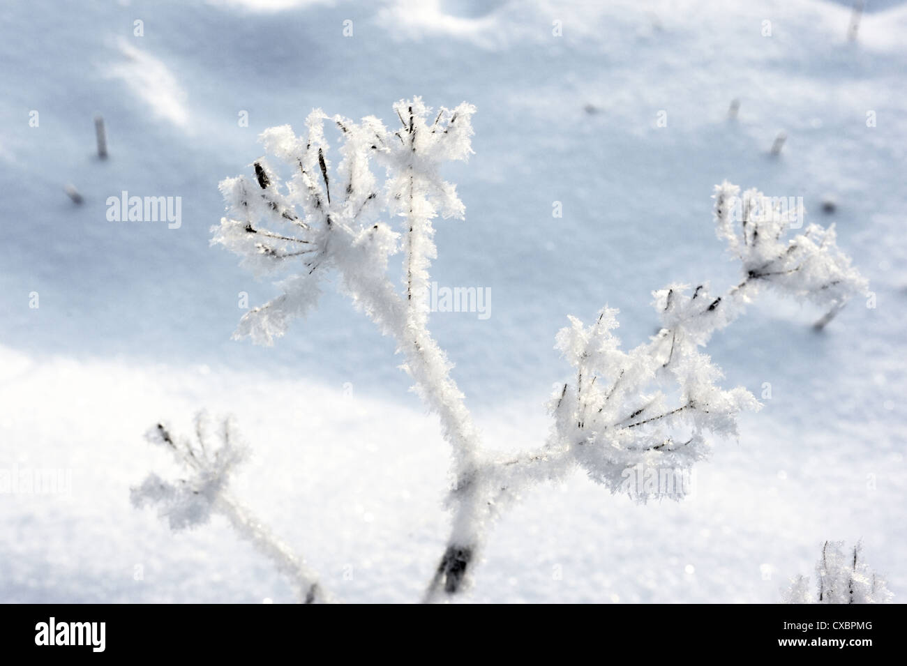 Frosty winter day, trees with a rime Stock Photo - Alamy