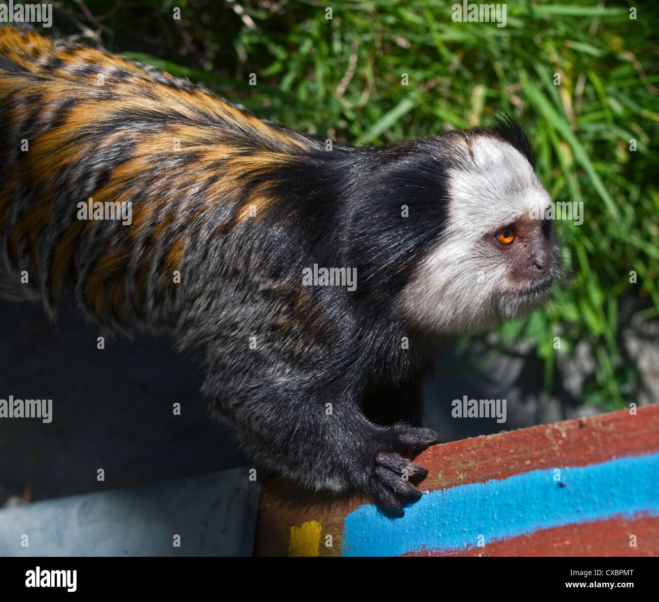 Geoffroys Marmoset/White Headed Marmoset (callithrix geoffroyi Stock ...