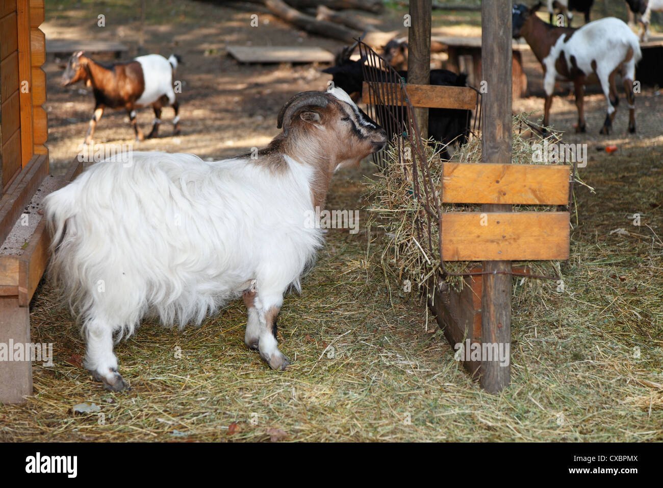 Domestic goat to the manger Stock Photo - Alamy