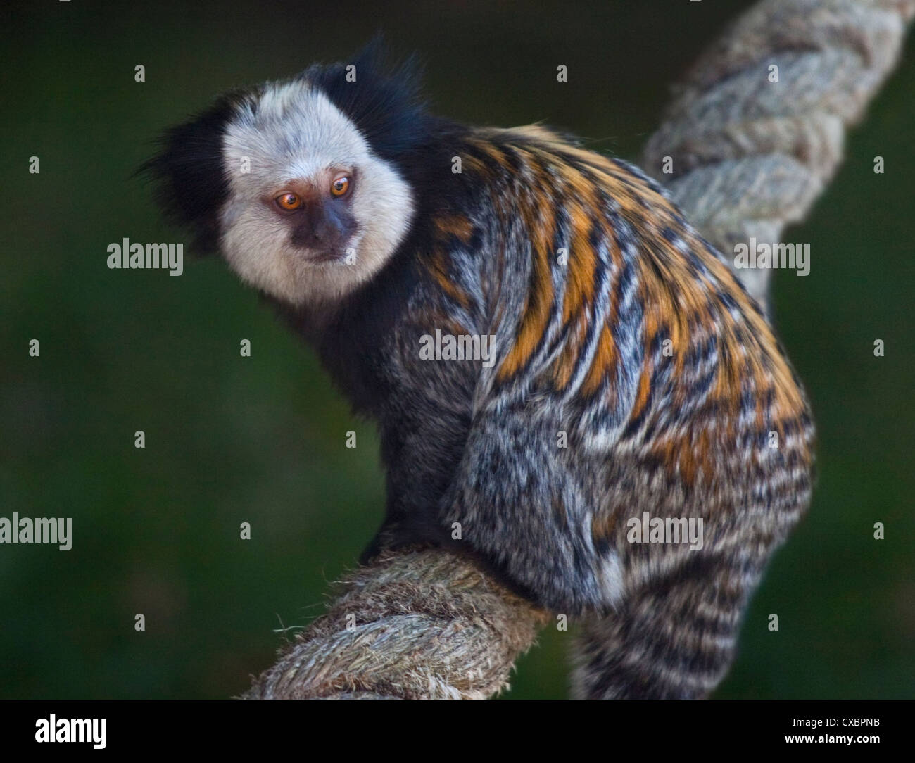 Geoffroys Marmoset/White Headed Marmoset (callithrix geoffroyi Stock ...